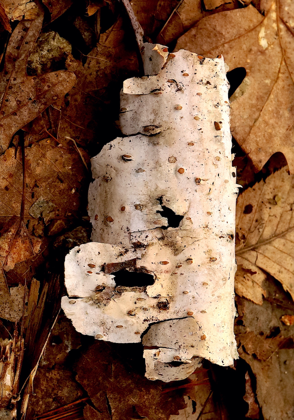 Macro Monday: Bark – one letter UP ~ diary 2.0